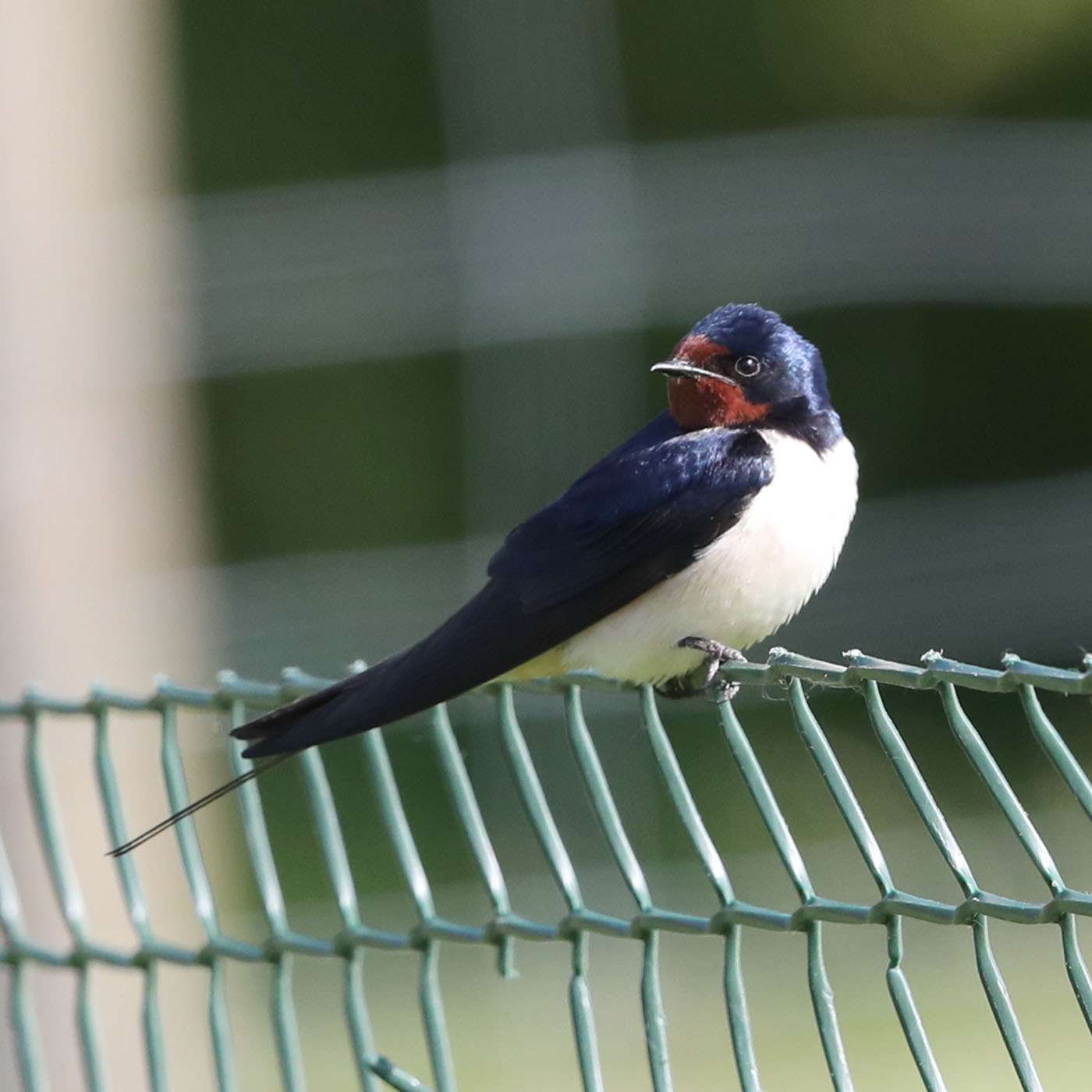Swallow at South Brent by Steve Hopper - Devon Birds
