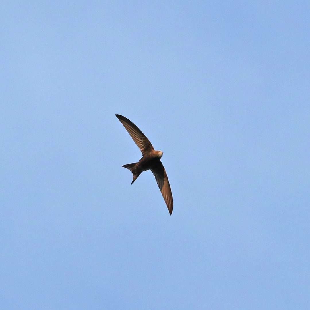 Swift at South Brent by Steve Hopper - Devon Birds