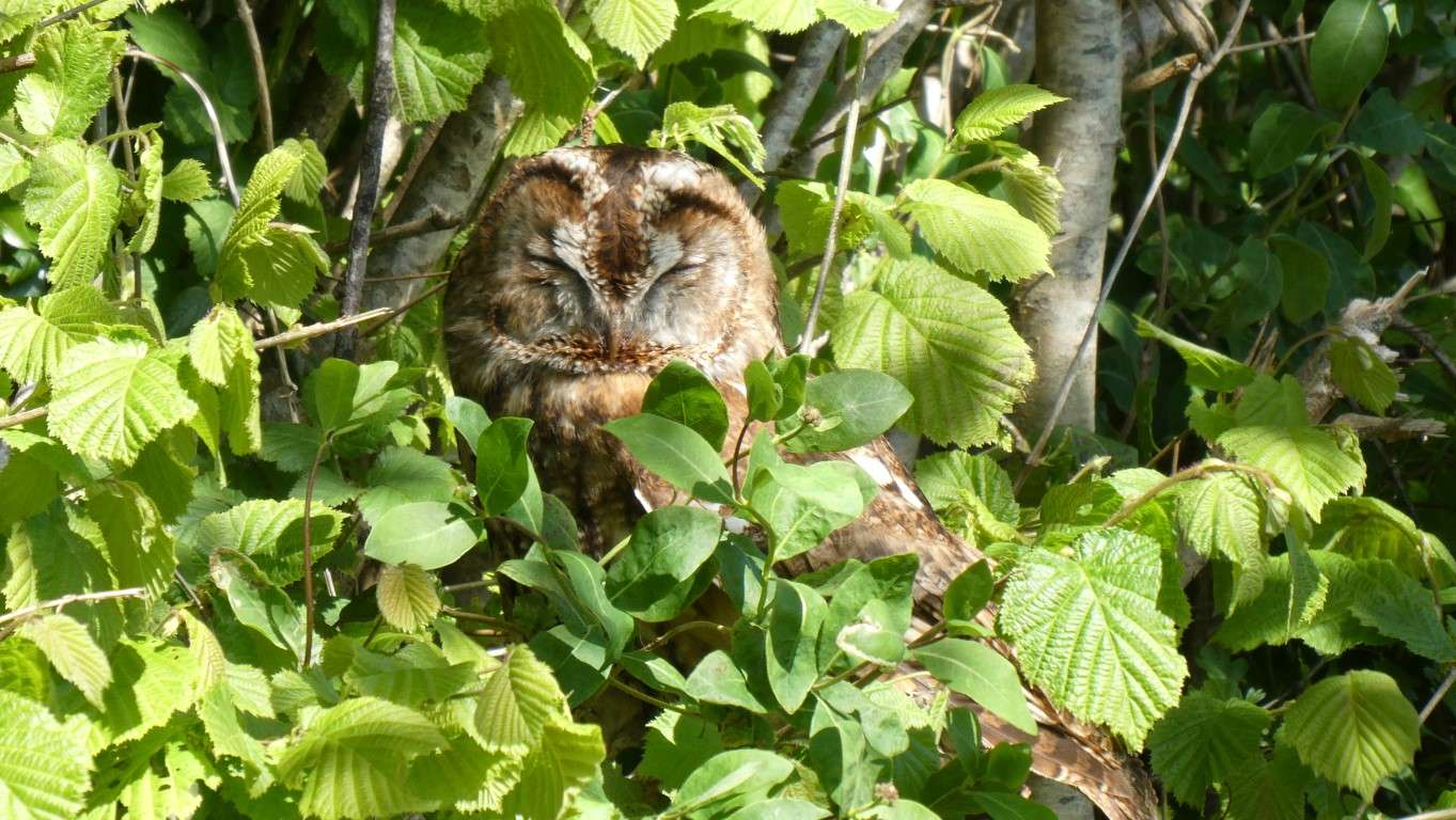 Tawny Owl at Galmpton, Brixham by Rob Brennan - Devon Birds