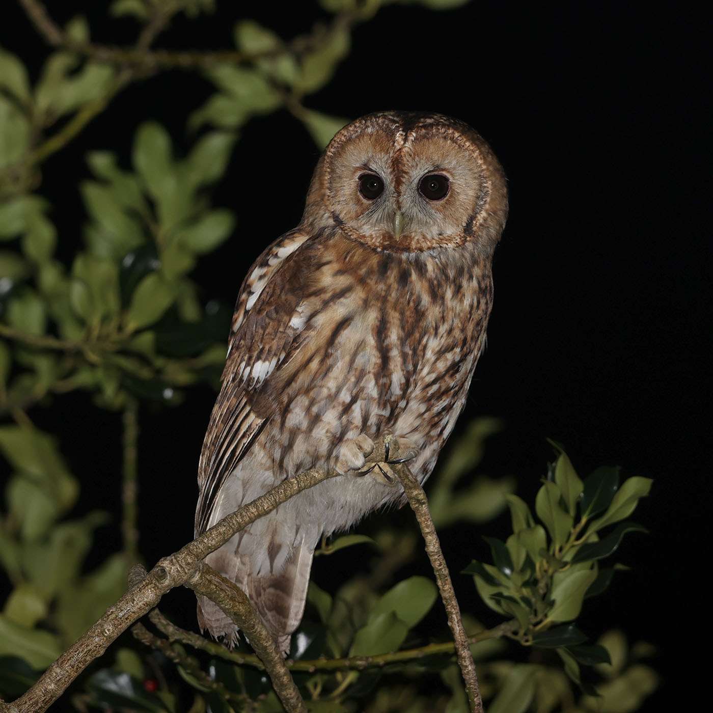 Tawny Owl at South Brent by Steve Hopper - Devon Birds