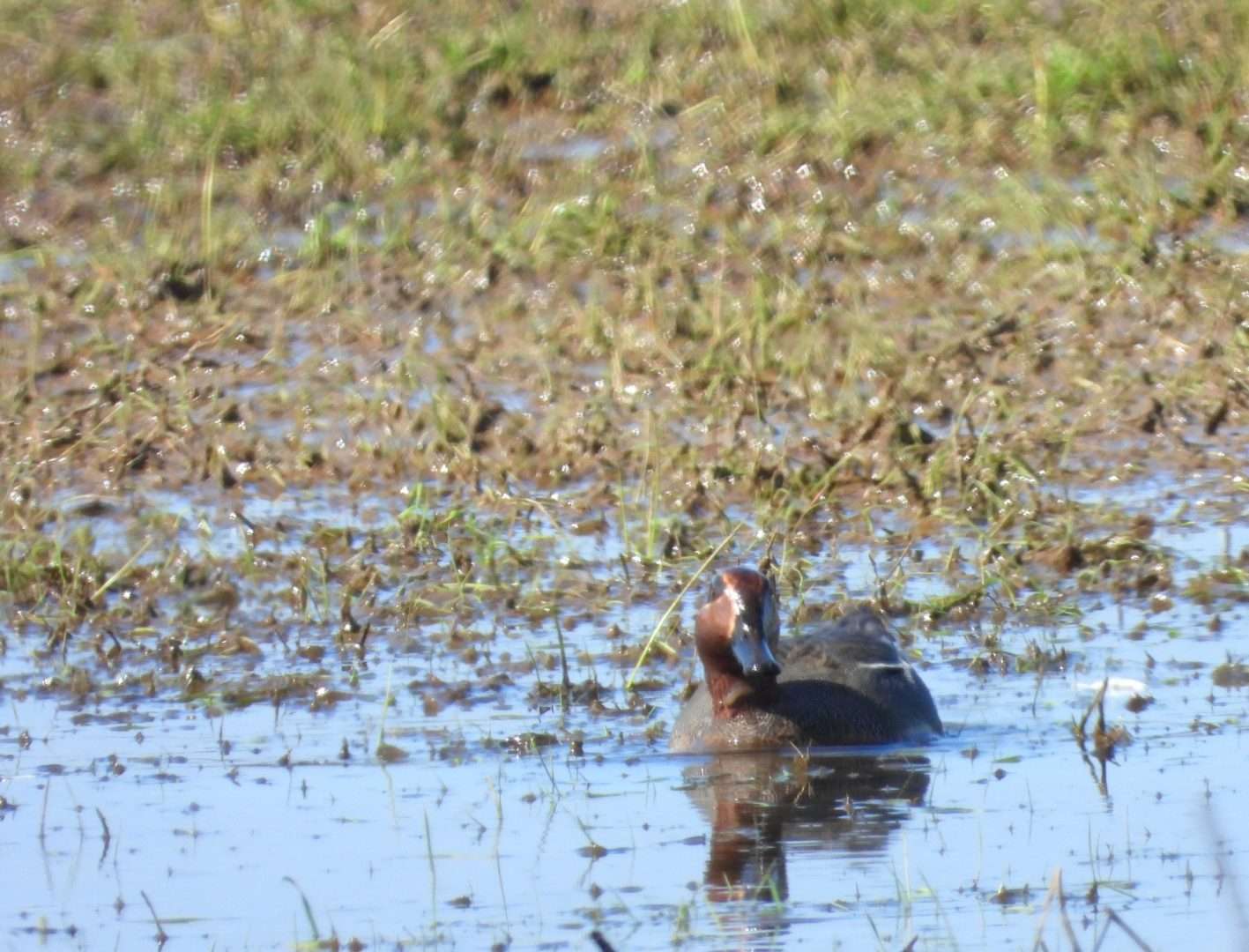 Teal at Exminster marshes RSPB by Kenneth Bradley - Devon Birds