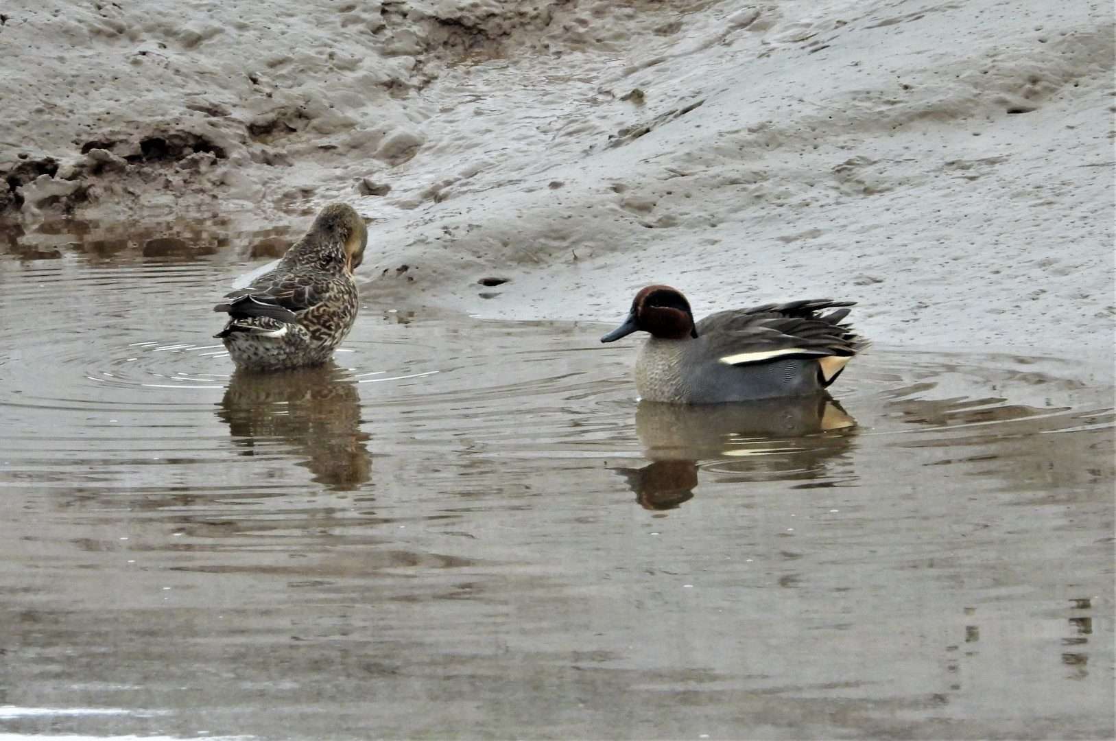 Teal at Exminster marshes RSPB by Kenneth Bradley - Devon Birds