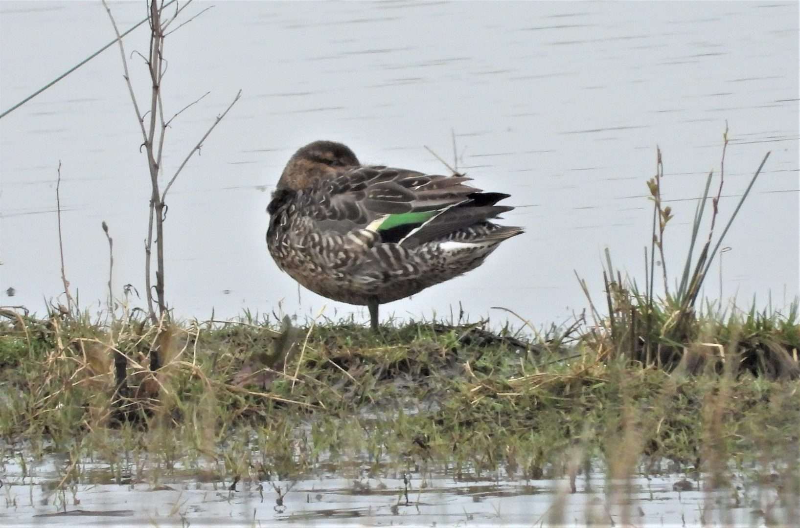 Teal at Exminster marshes RSPB by Kenneth Bradley - Devon Birds