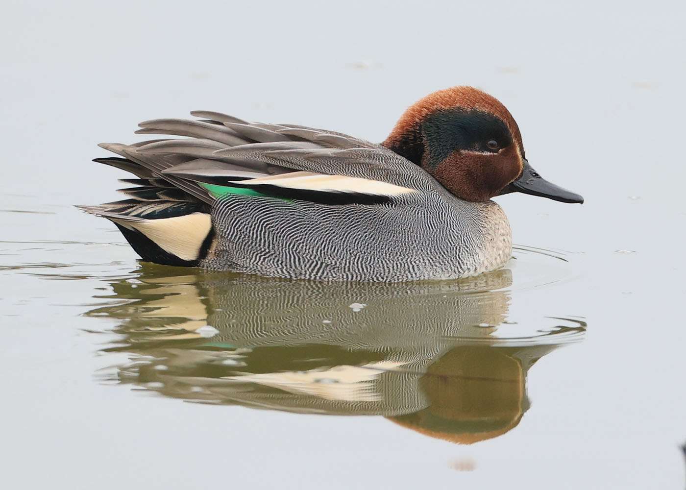 Teal at RSPB BGM ~ Topsham by Steve Hopper - Devon Birds