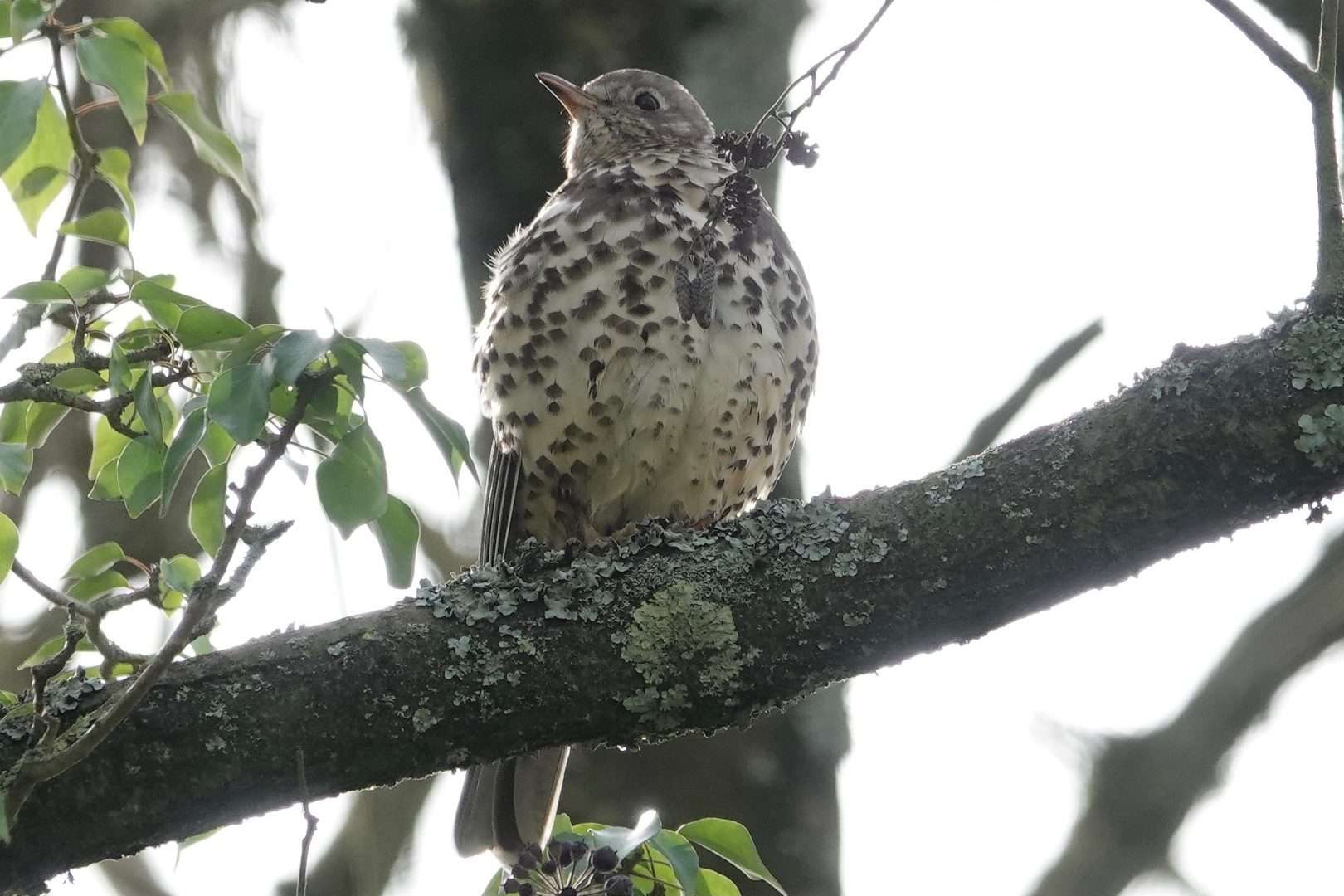 Thrush? at Culmstock, EX15 by Michael Dearden - Devon Birds