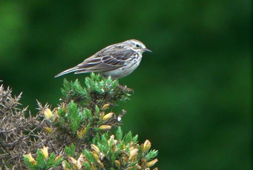 Tree Pipit at Challacombe Down by John Reeves - Devon Birds