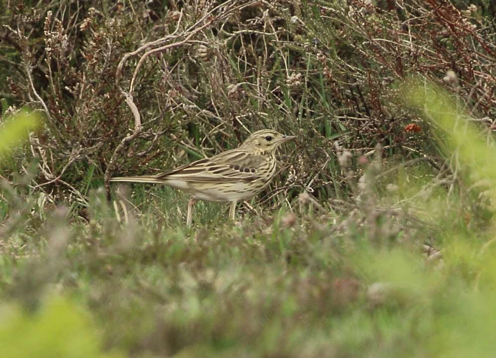 Tree Pipit at Yarner Wood Heath by Steph Murphy - Devon Birds