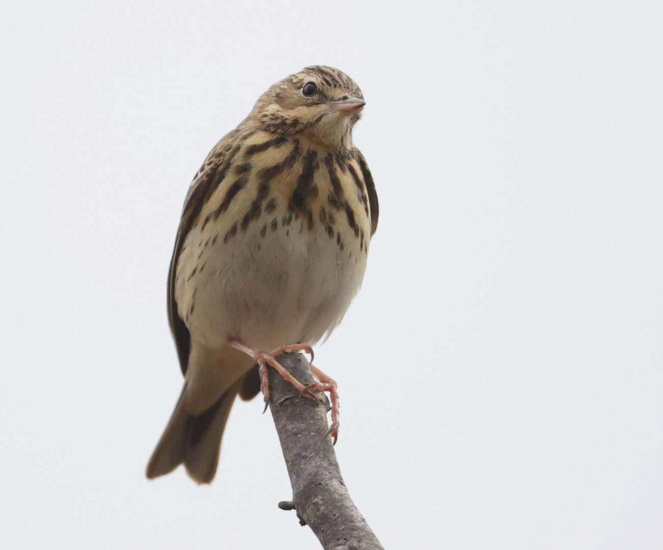 Tree Pipit at Ideford Common by Steve Hopper - Devon Birds