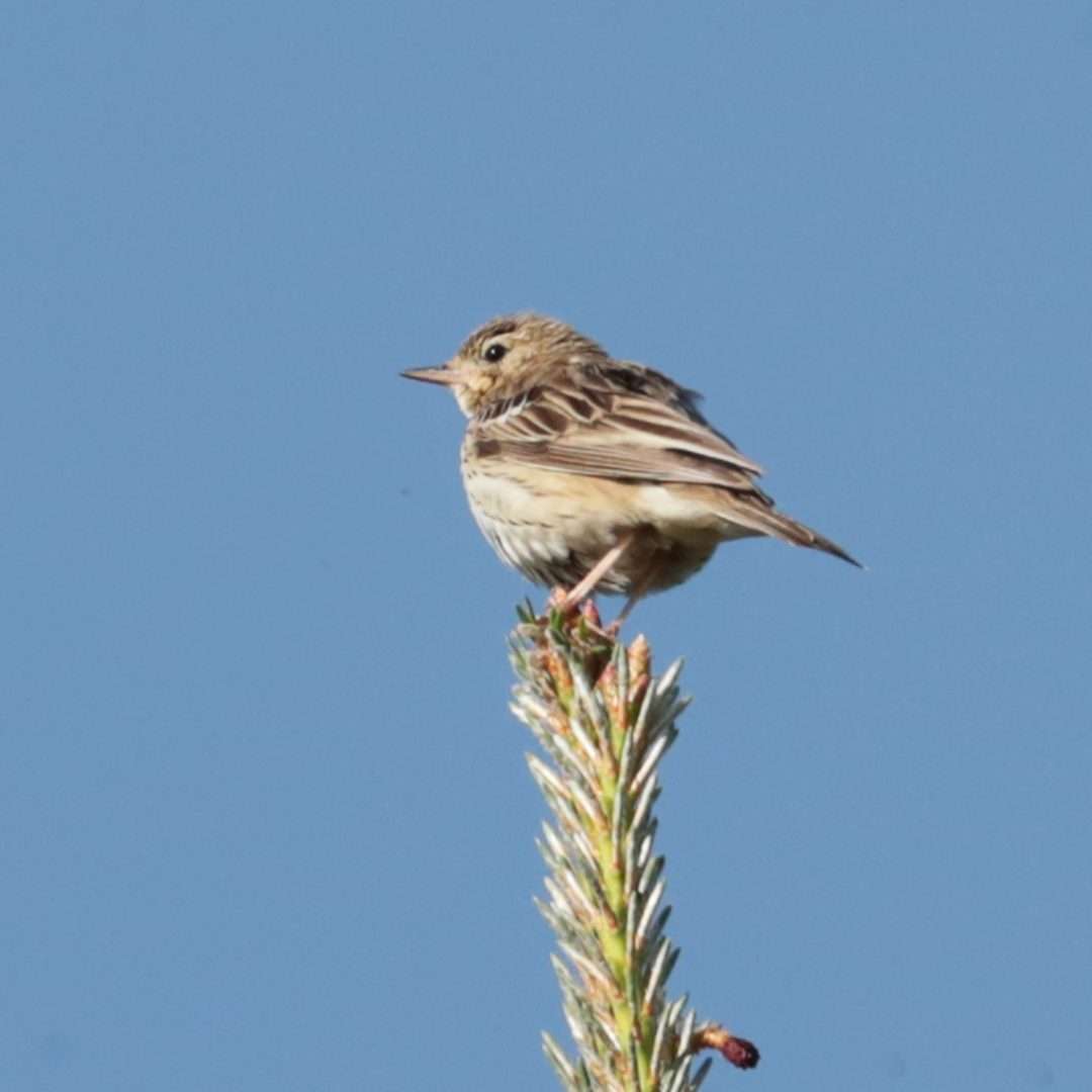 Tree Pipit at Yarner by Steve Hopper - Devon Birds