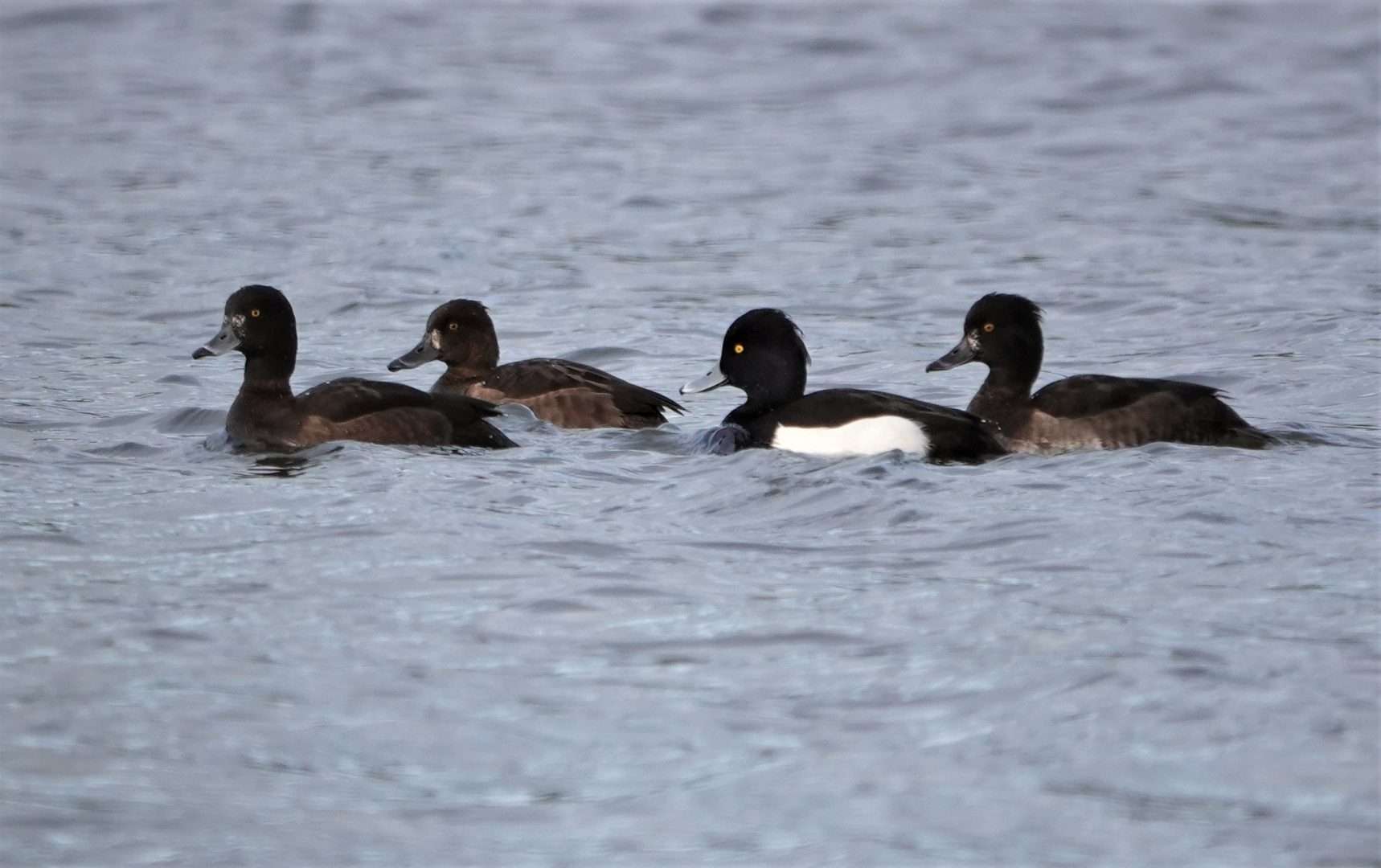 Tufted Duck at Lower Tamar Lake by Paul Howrihane - Devon Birds