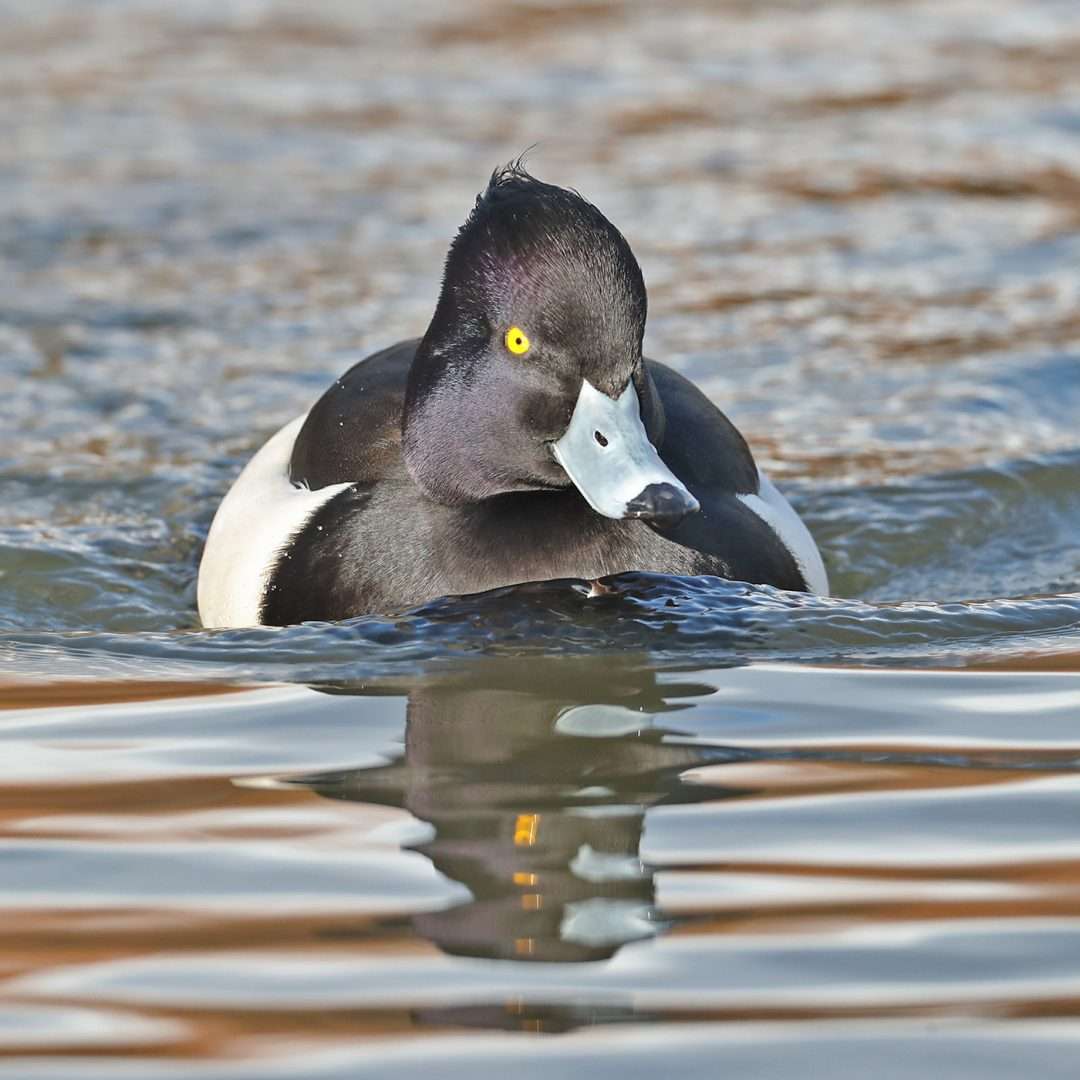 Tufted Duck at Goodrington by Steve Hopper - Devon Birds