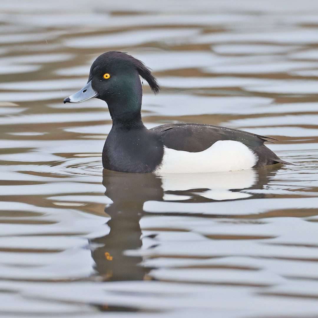 Tufted Duck at Paignton by Steve Hopper - Devon Birds