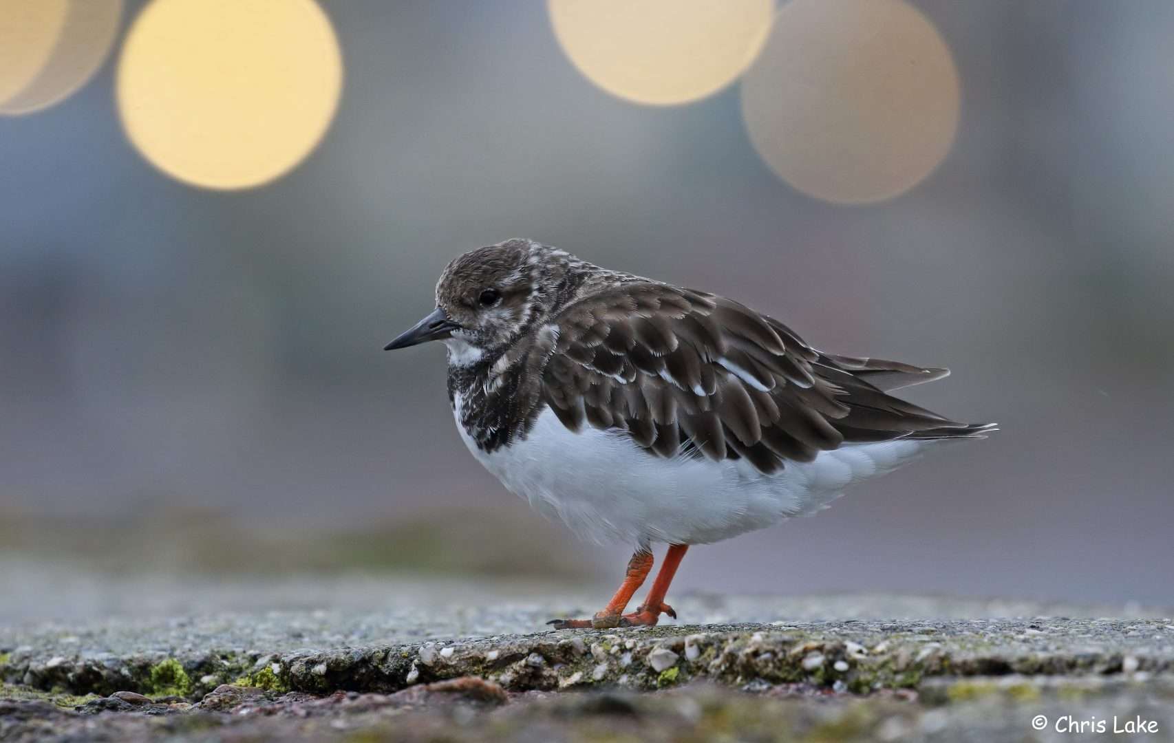 Turnstone at Paignton Harbour by Christopher Lake - Devon Birds