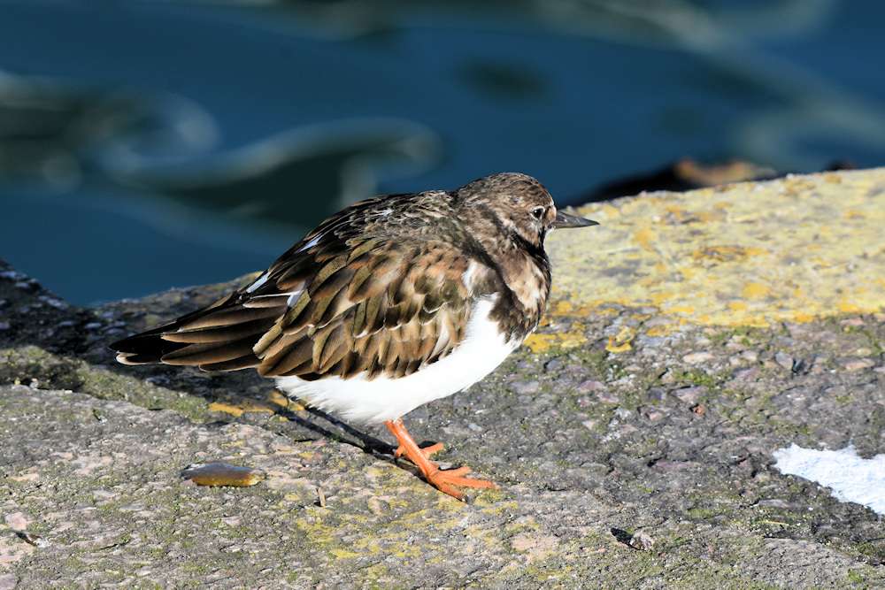 Turnstone at Brixham by Greg Bradbury - Devon Birds