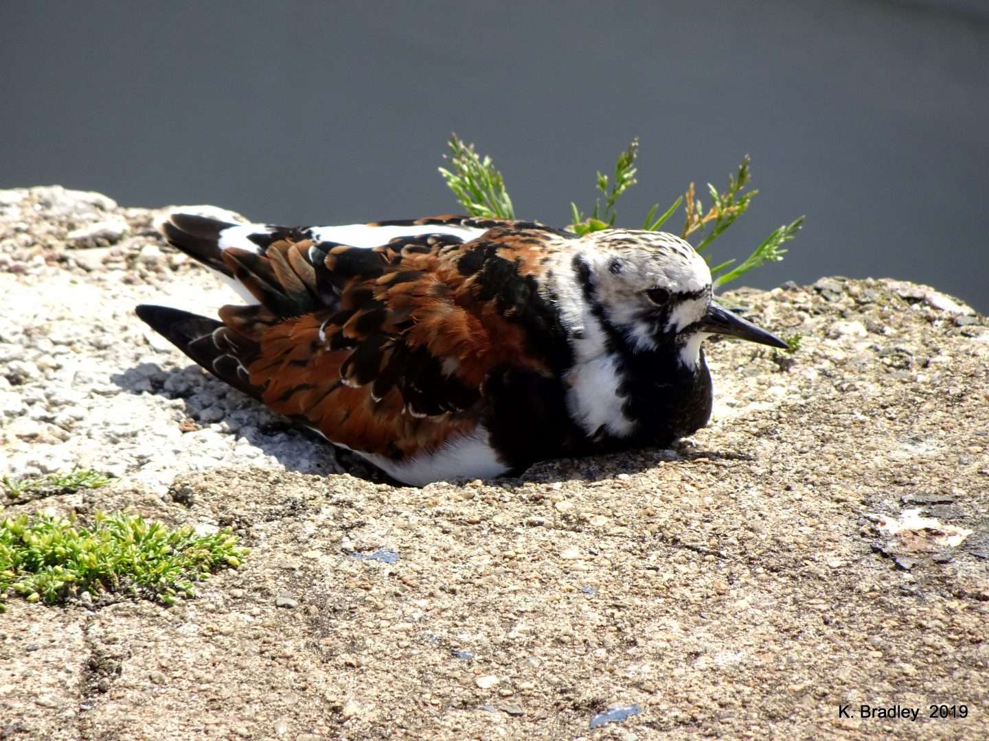 Turnstone at Brixham harbour by Kenneth Bradley - Devon Birds