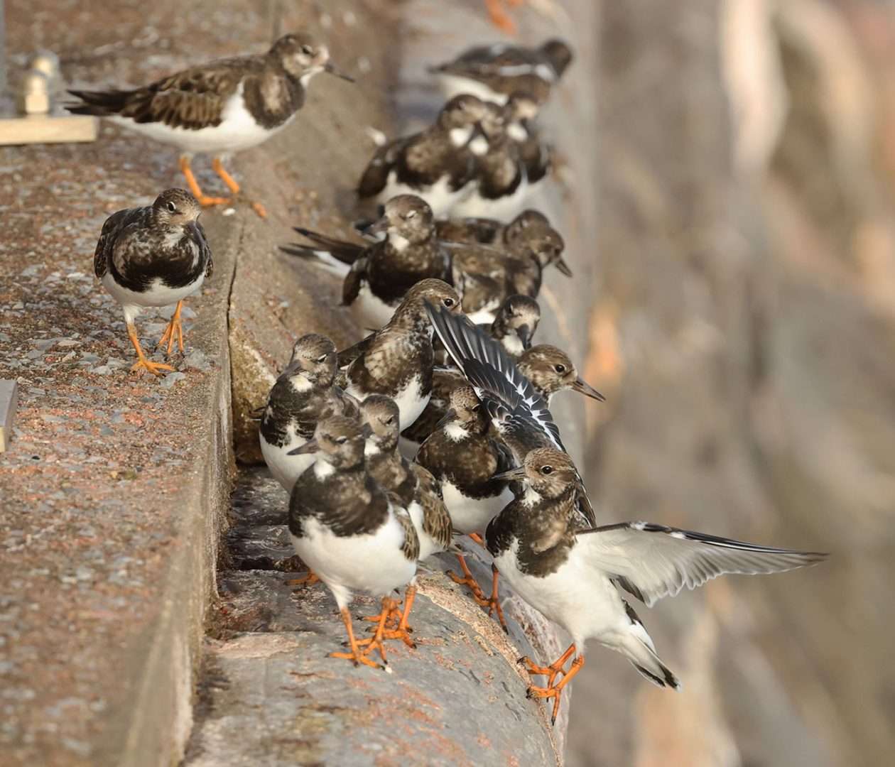 Turnstone at Paignton by Steve Hopper - Devon Birds