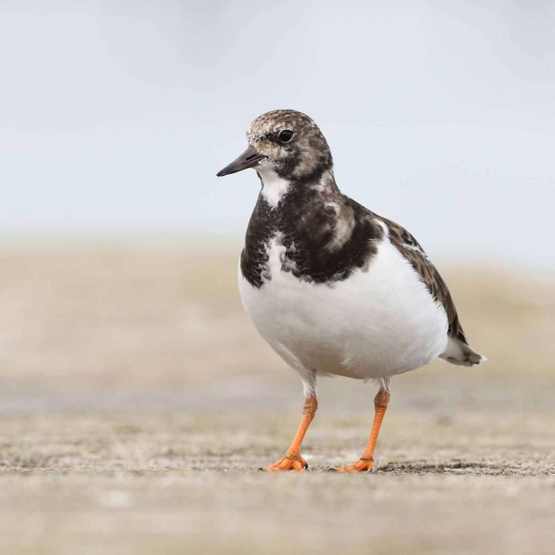Turnstone at Torbay by Steve Hopper - Devon Birds
