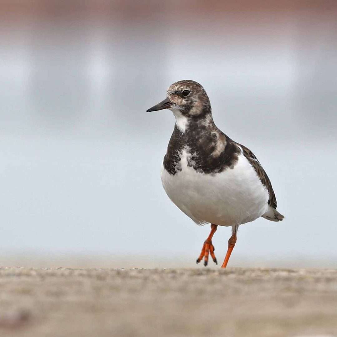 Turnstone at Torbay by Steve Hopper - Devon Birds