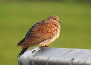 Turtle Dove at Bridge Marsh on the R Axe by Steve Waite - Devon Birds