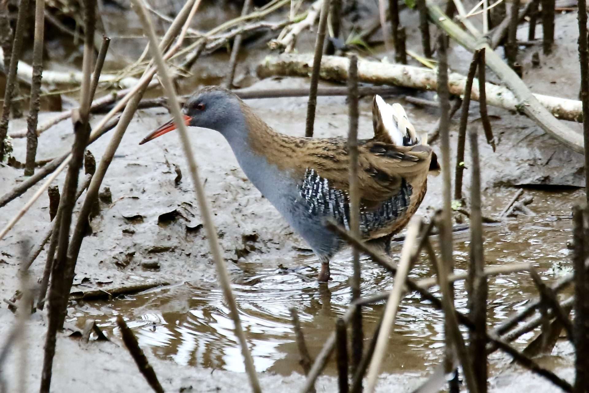 Water Rail at Hackney marsh by Ian Butt - Devon Birds