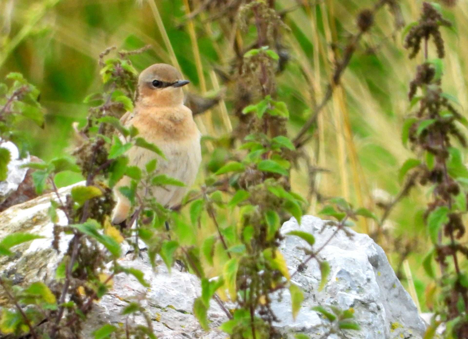 Wheatear at Exminster marshes RSPB by Kenneth Bradley - Devon Birds