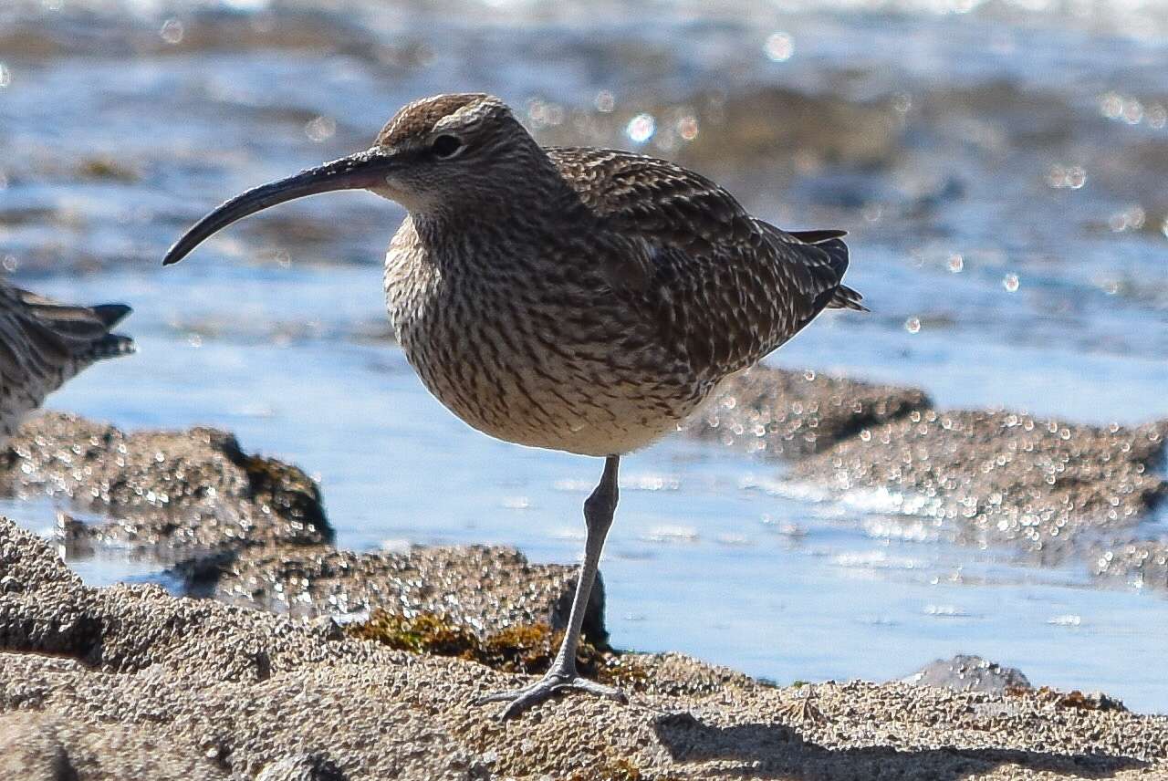 Whimbrel at Wembury Point by Duncan Leitch - Devon Birds