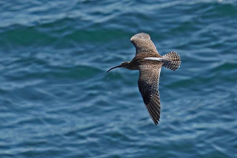 Whimbrel at Hopes Nose by Keith Mcginn - Devon Birds