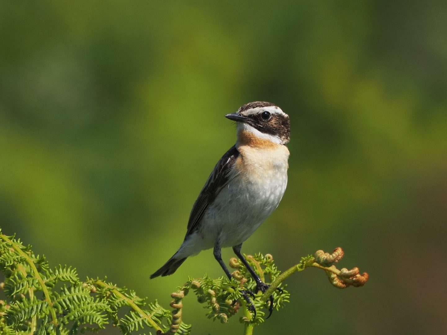 Whinchat at Headland Warren, Dartmoor by Tom Wallis - Devon Birds