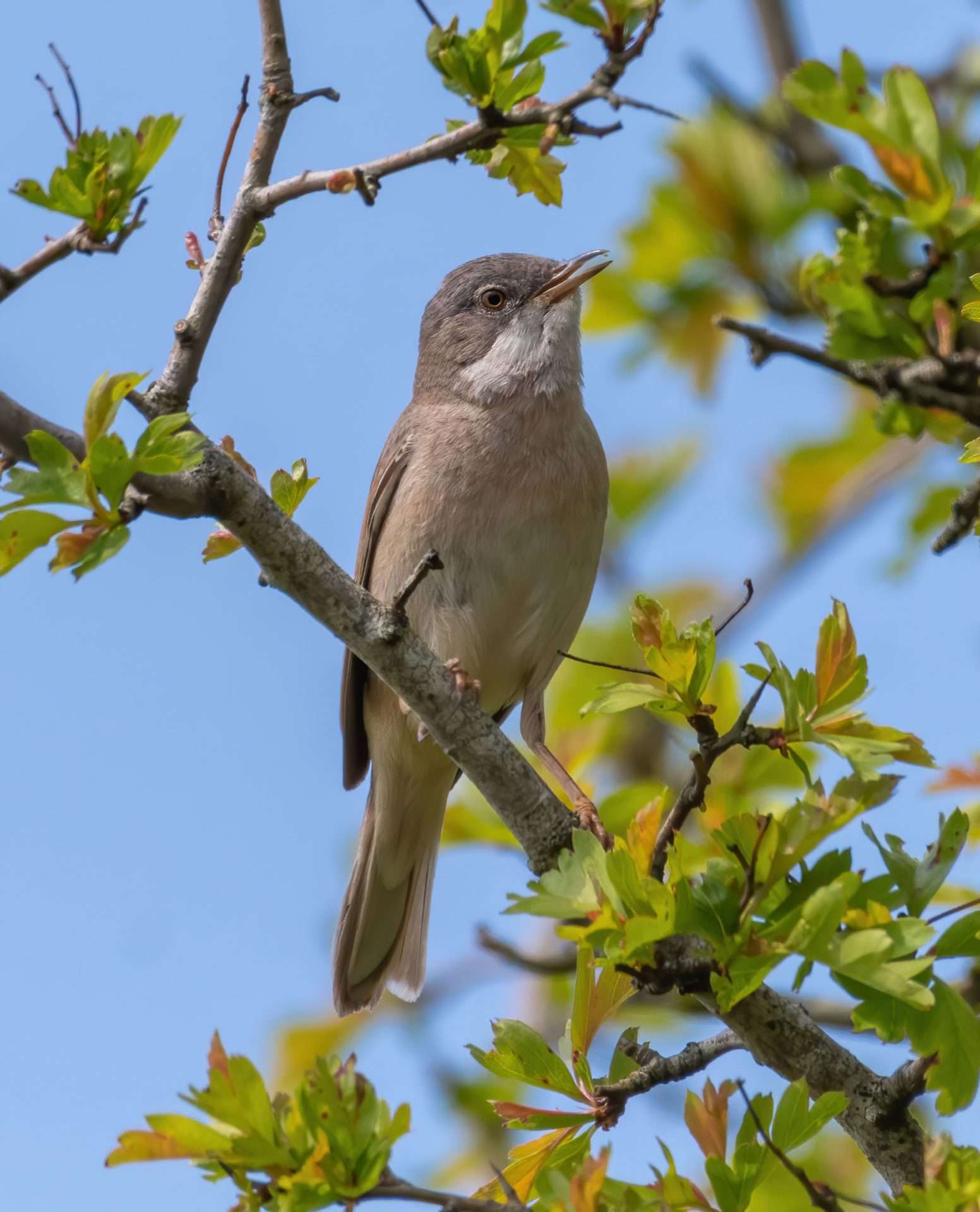 Whitethroat at South Brent by Mark Sturman - Devon Birds