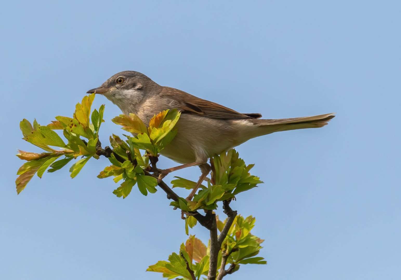 Whitethroat at South Brent by Mark Sturman - Devon Birds