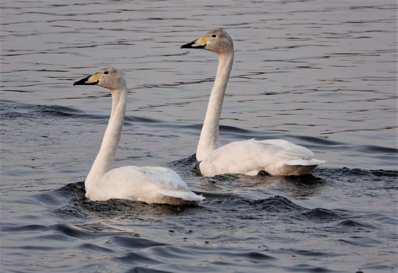 Whooper Swan at Lower Tamar Lake by Paul Howrihane - Devon Birds
