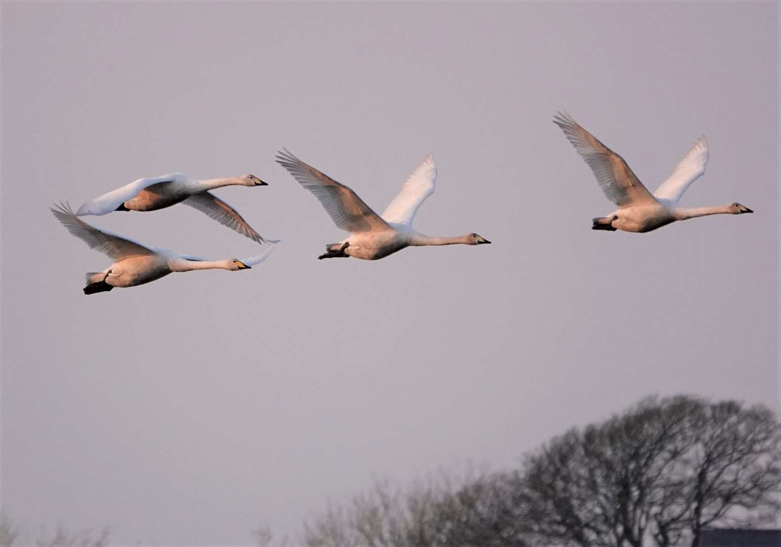 Whooper Swan at Lower Tamar Lake by Paul Howrihane - Devon Birds