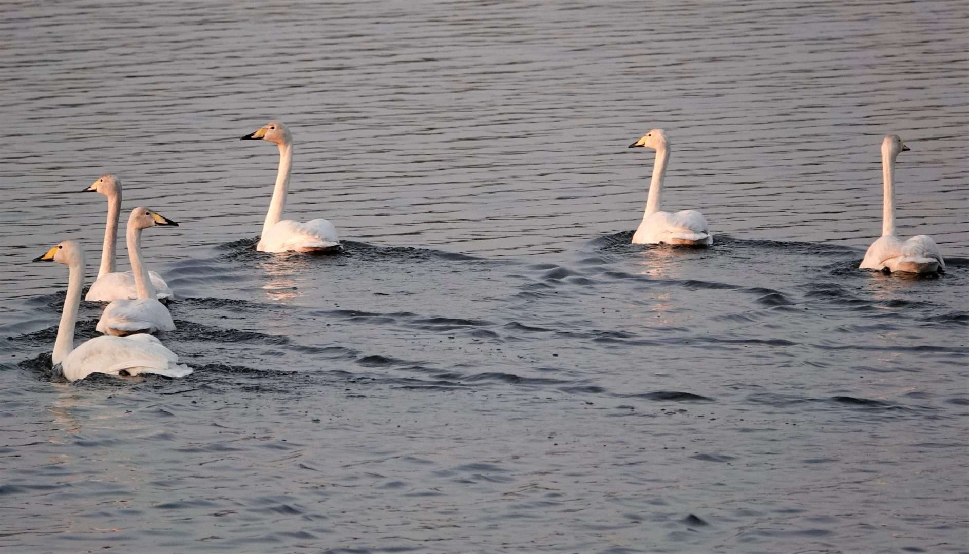 Whooper Swan at Lower Tamar Lake by Paul Howrihane - Devon Birds