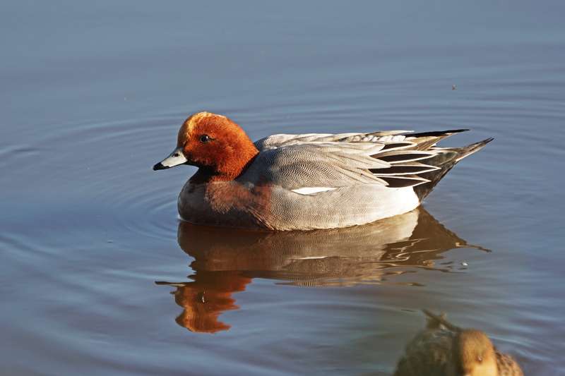 Wigeon at Bowling Green Marsh by Keith McGinn - Devon Birds