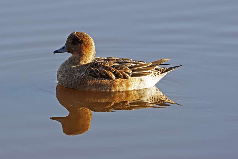 Wigeon at Bowling Green Marsh by Keith McGinn - Devon Birds