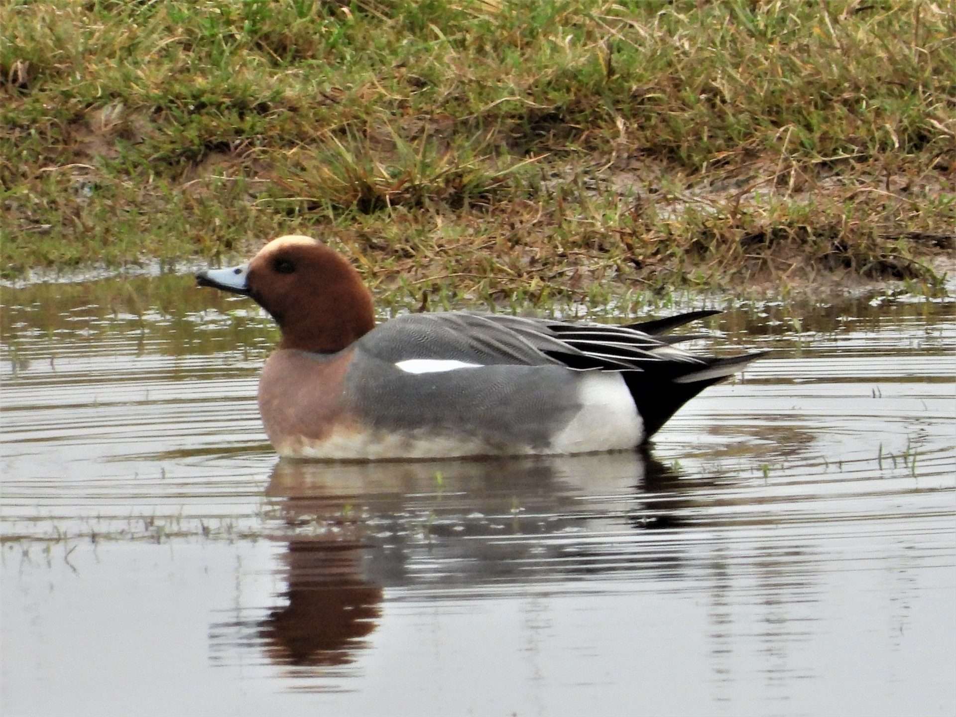 Wigeon at Exminster marshes RSPB by Kenneth Bradley - Devon Birds
