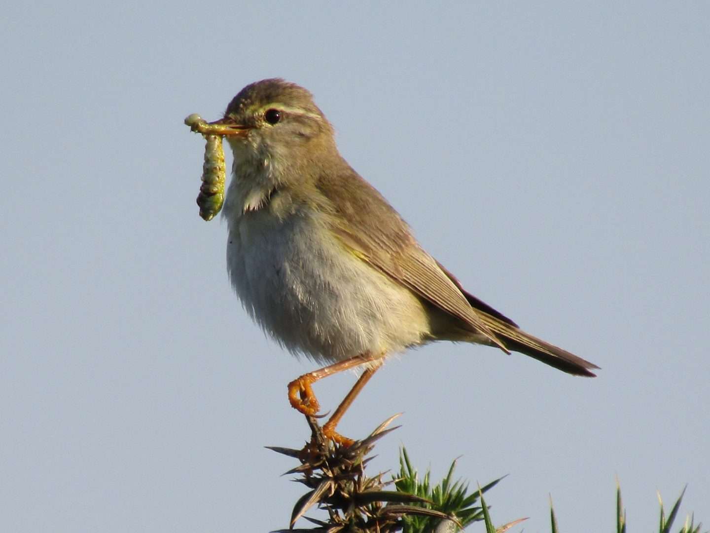Willow Warbler at Cadover Bridge by Elizabeth Mulgrew - Devon Birds
