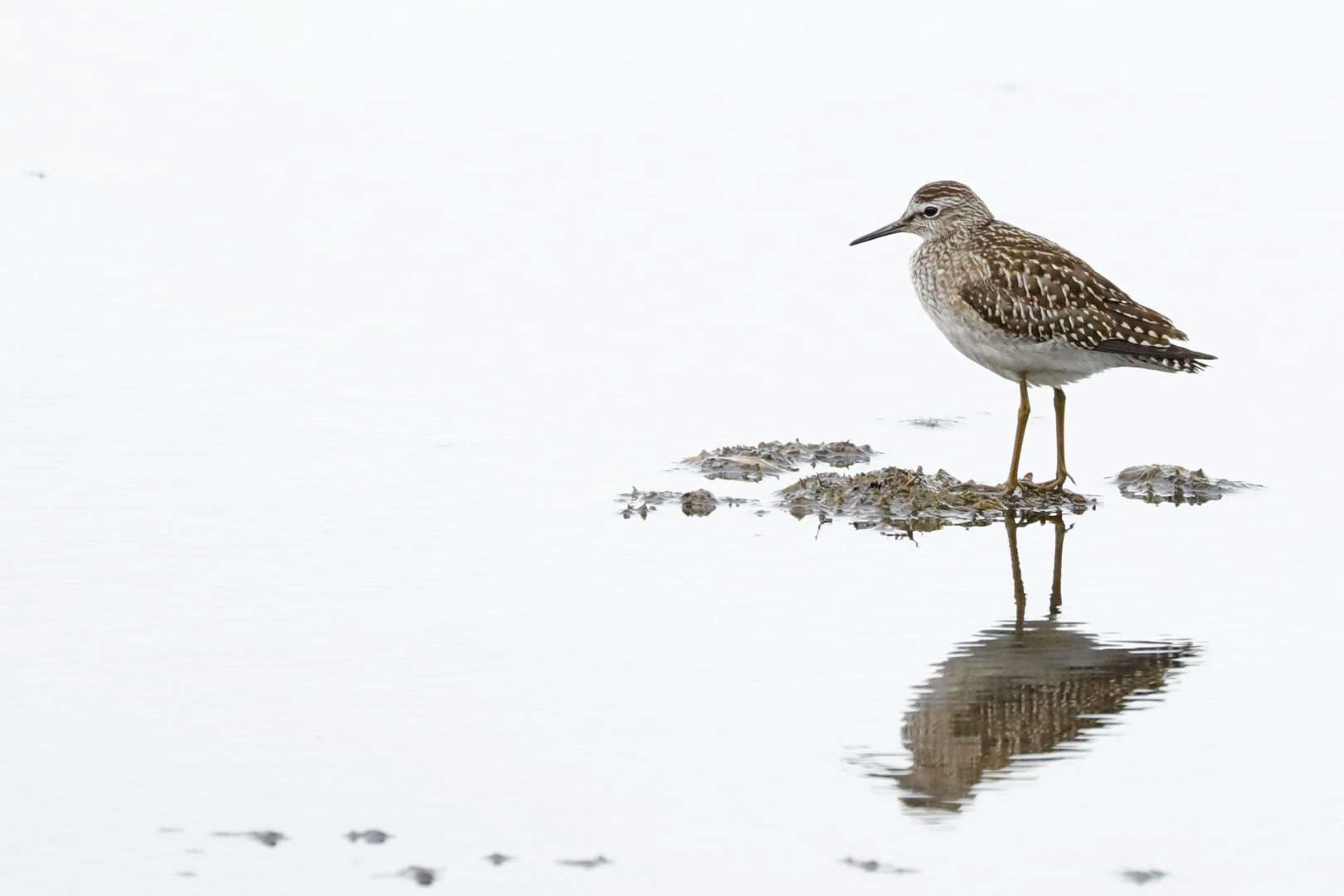 Wood Sandpiper at Seaton wetlands by Ian Loyd - Devon Birds