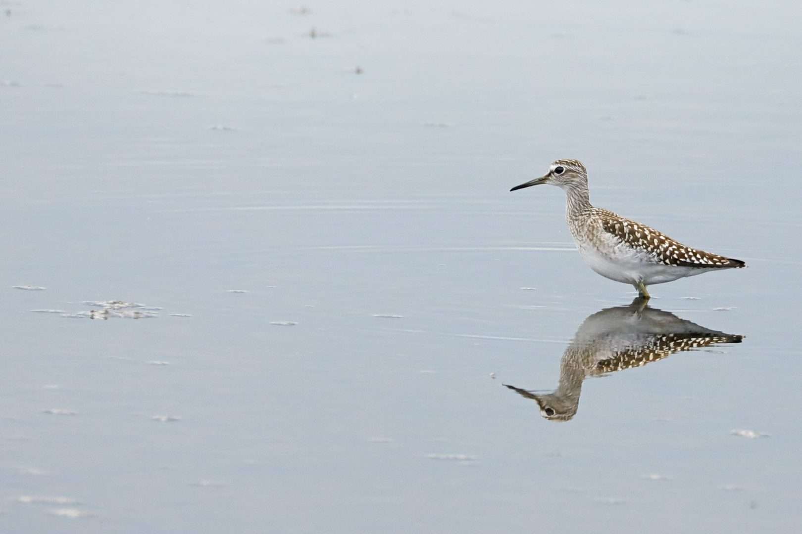 Wood Sandpiper at Seaton wetlands by Ian Loyd - Devon Birds