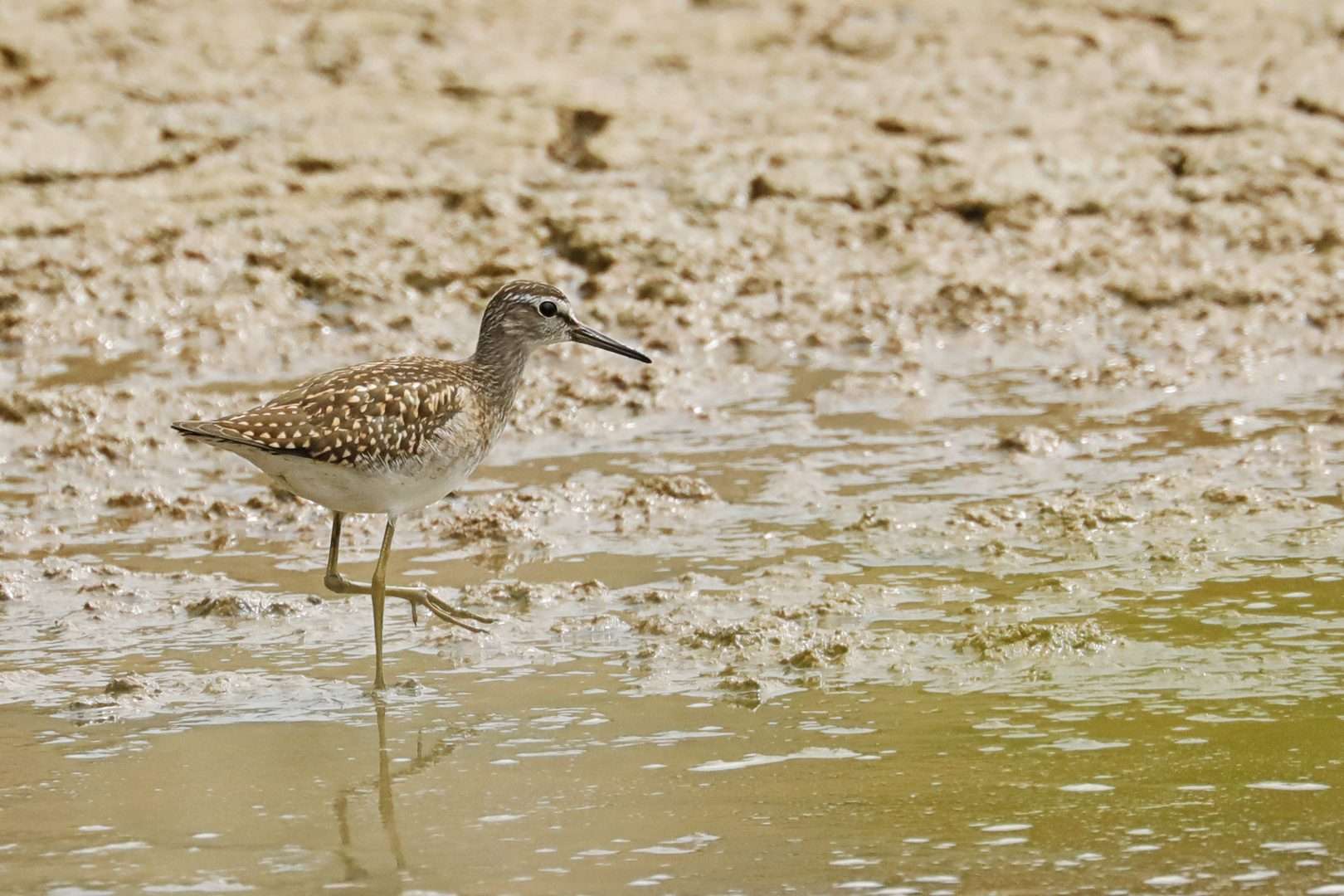 Wood Sandpiper at Seaton wetlands by Ian Loyd - Devon Birds