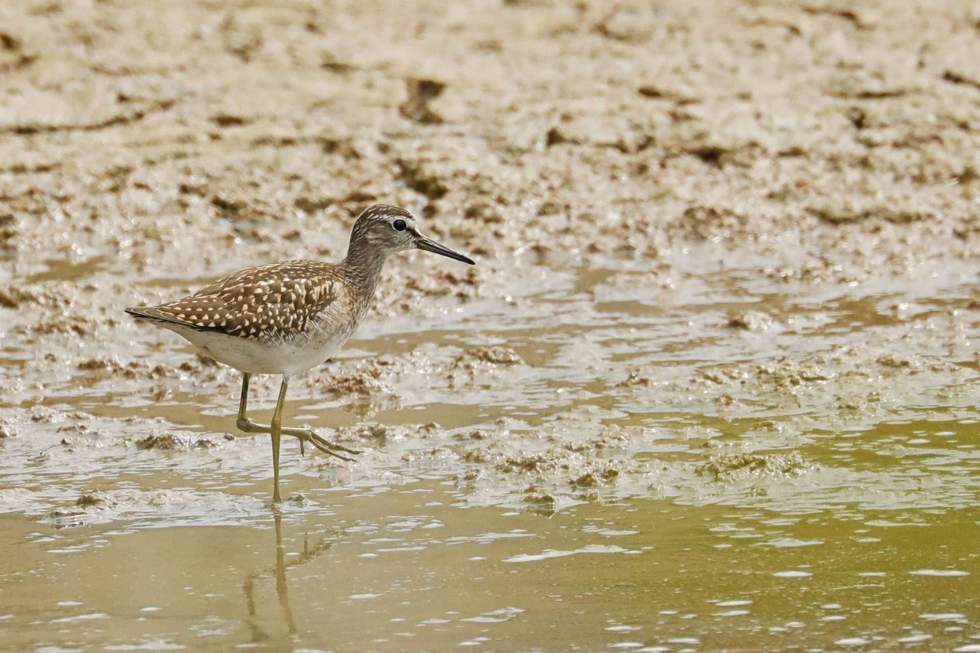 Wood Sandpiper at Seaton wetlands by Ian Loyd - Devon Birds