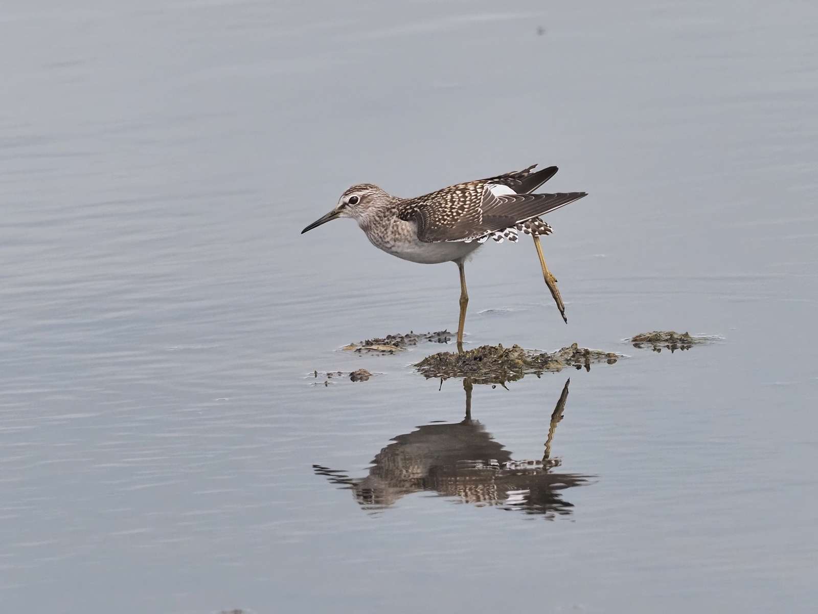 Wood Sandpiper at Seaton by Tom Wallis - Devon Birds