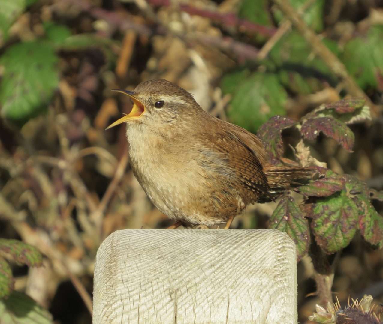Wren at Dawlish Warren by Elizabeth Mulgrew - Devon Birds