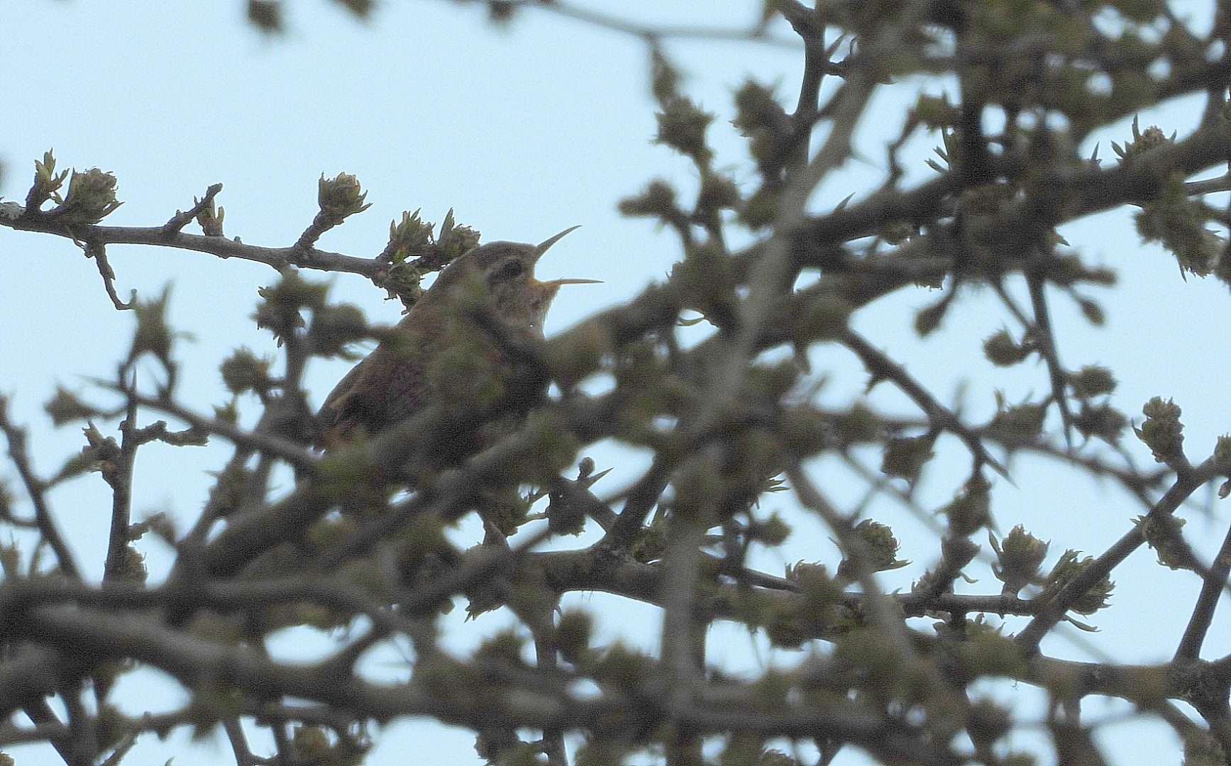 Wren at Blackadon DWT by Kenneth Bradley - Devon Birds