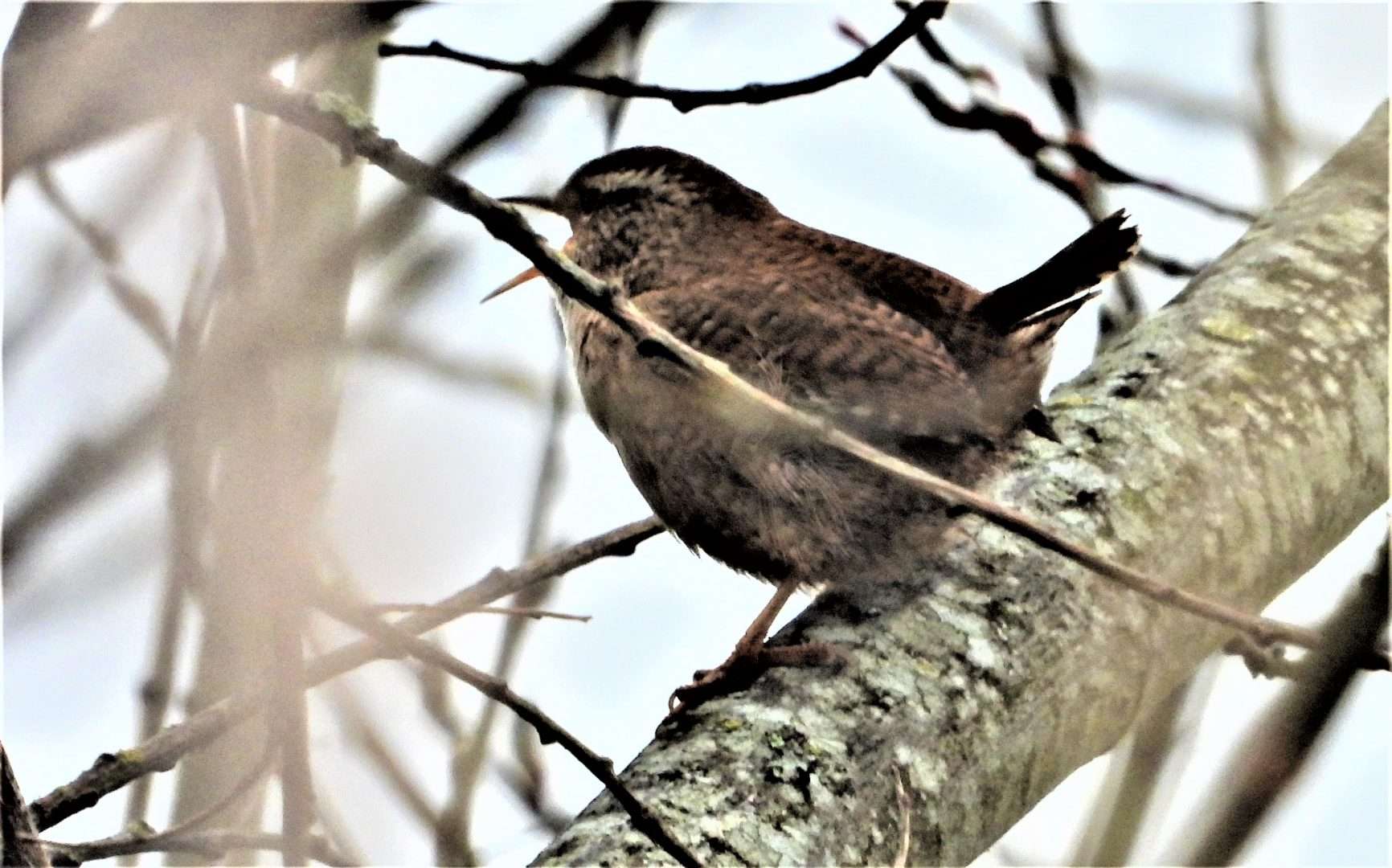 Wren at Exminster marshes RSPB by Kenneth Bradley - Devon Birds