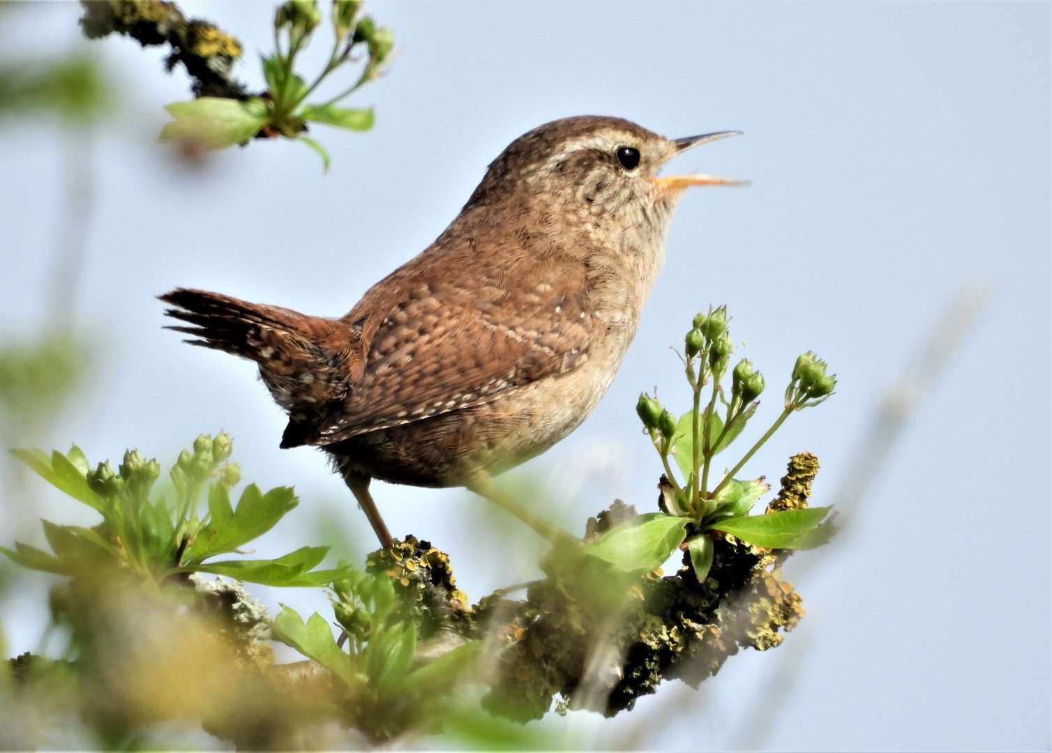 Wren at Exminster marshes RSPB by Kenneth Bradley - Devon Birds