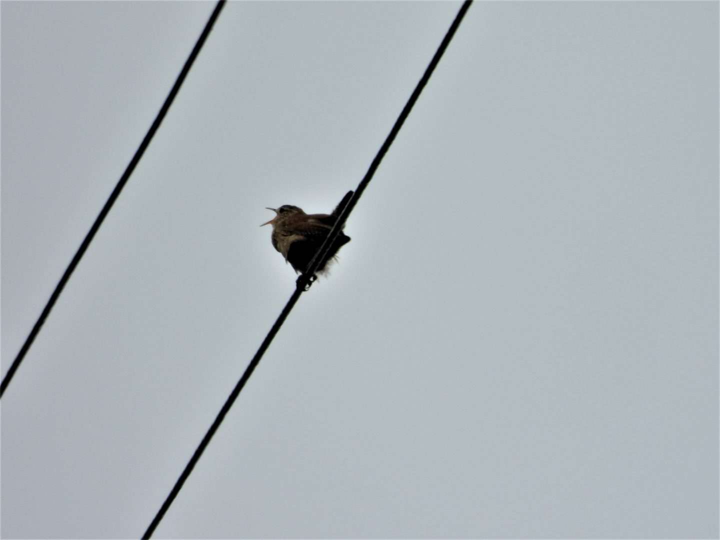 Wren at Lundy island by Kenneth Bradley - Devon Birds