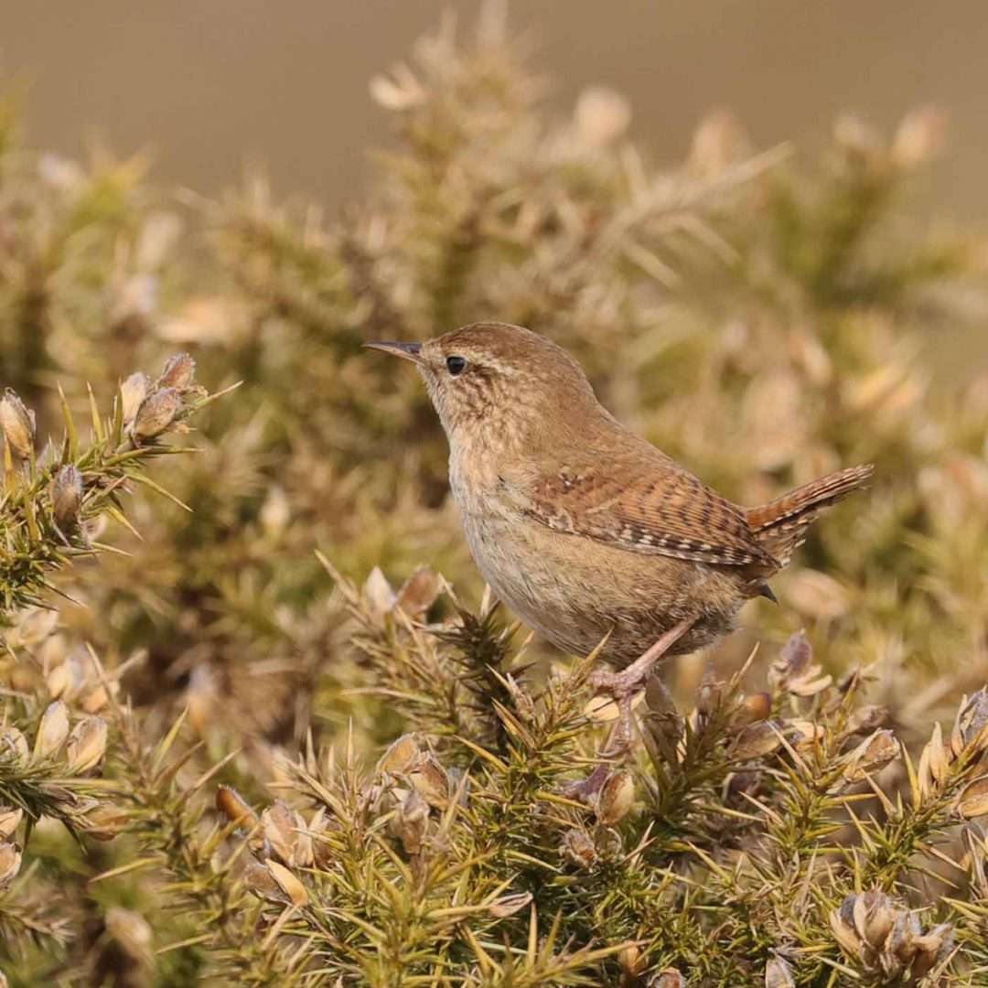 Wren at East Devon by Steve Hopper - Devon Birds