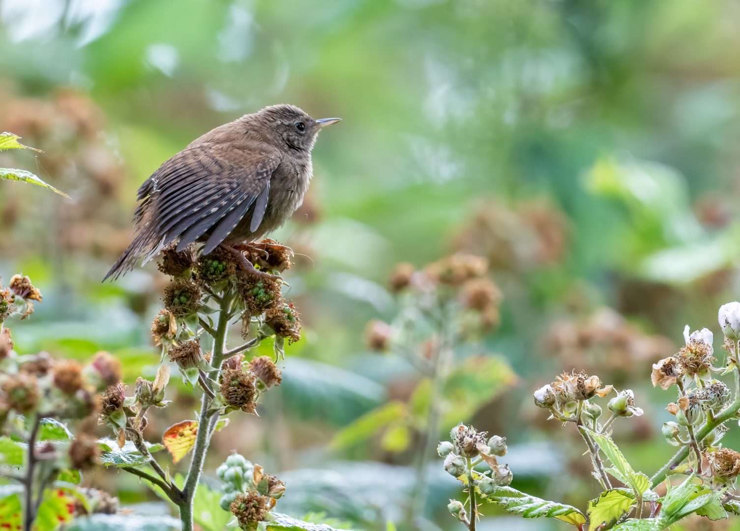 Wren at Saltram by Wayne Emery - Devon Birds