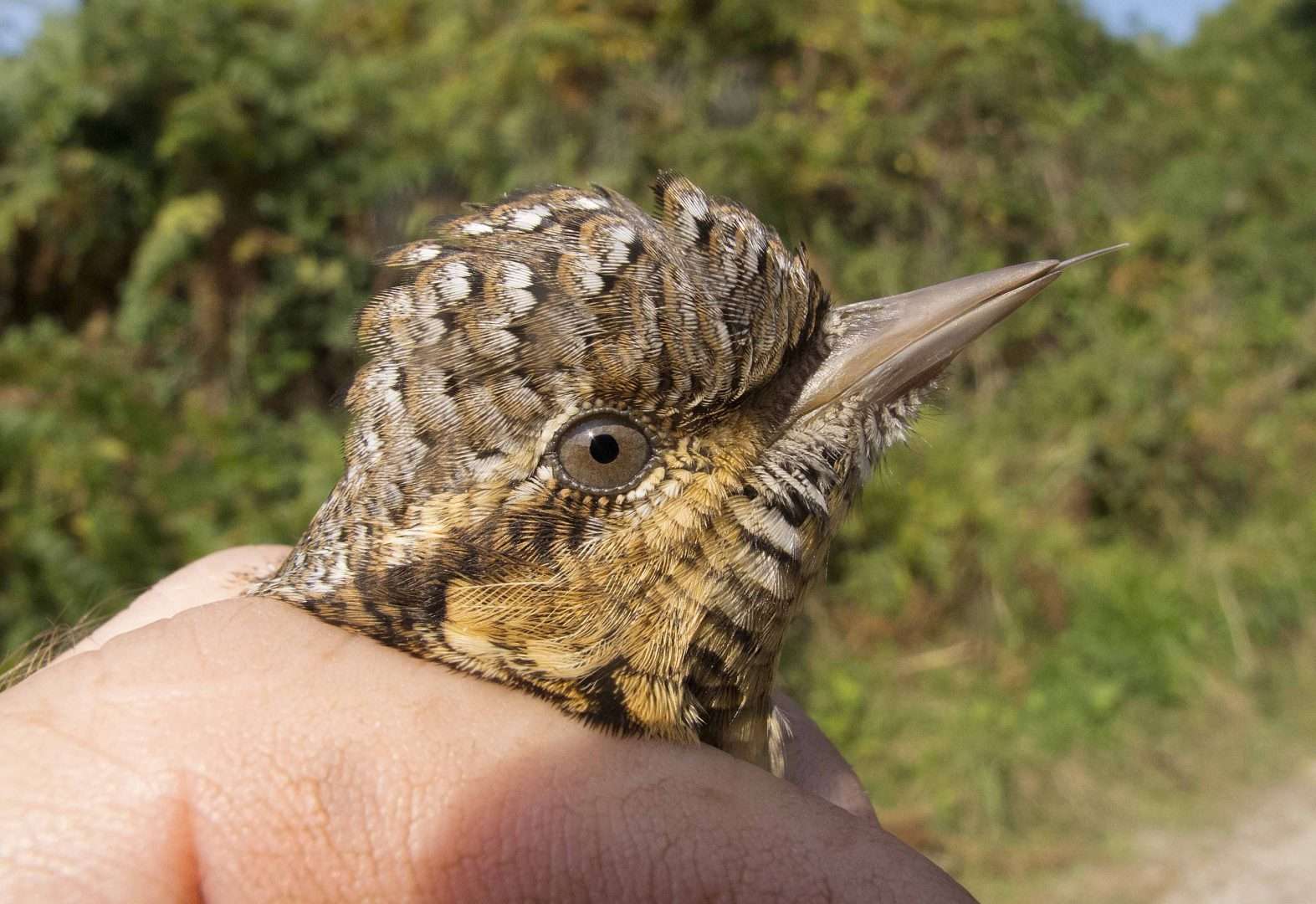Wryneck at by Dave Scott - Devon Birds